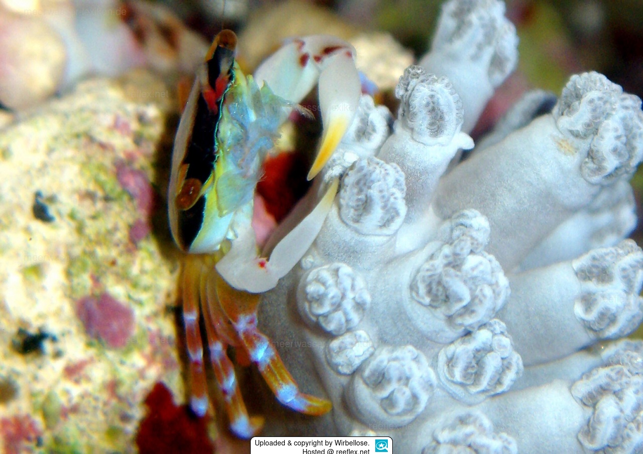 Tetralia nigrolineata Acropora Crab