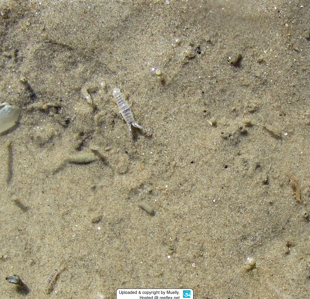 Corophium volutator mud shrimp