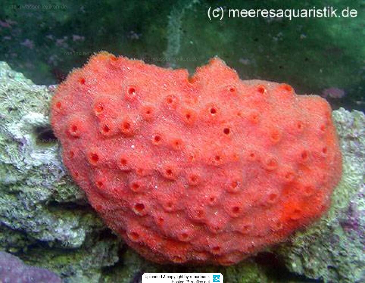 Diplastrella megastellata Red encrusting caribbean sponge