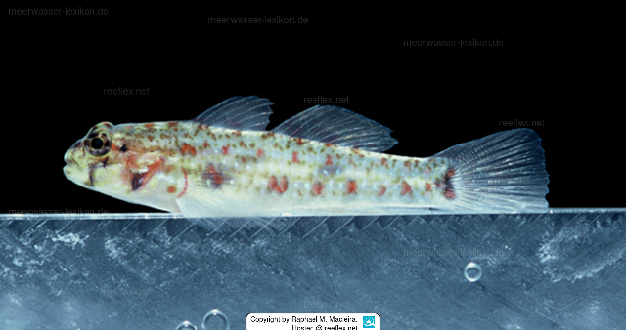 Coryphopterus dicrus Colon goby