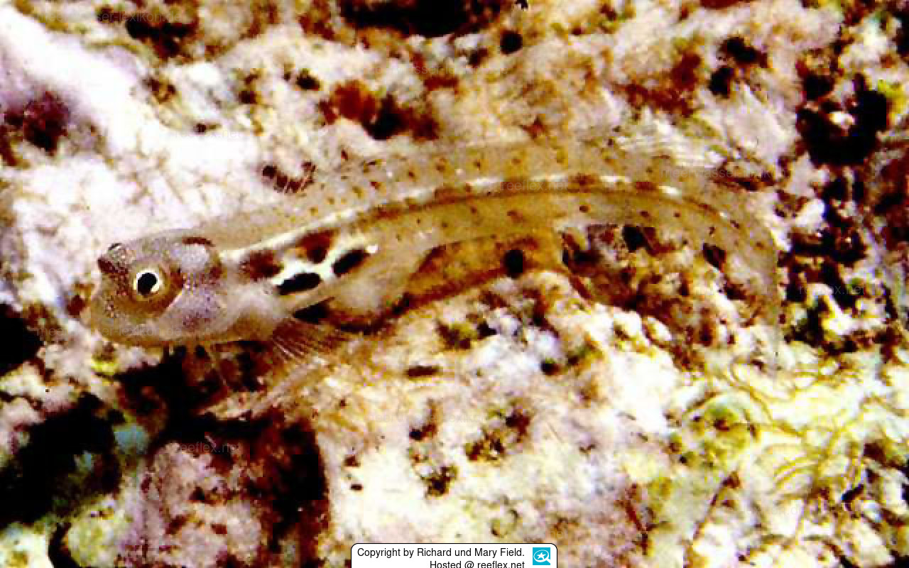 Alloblennius pictus Bluebelly blenny, Painted Leaf Blenny