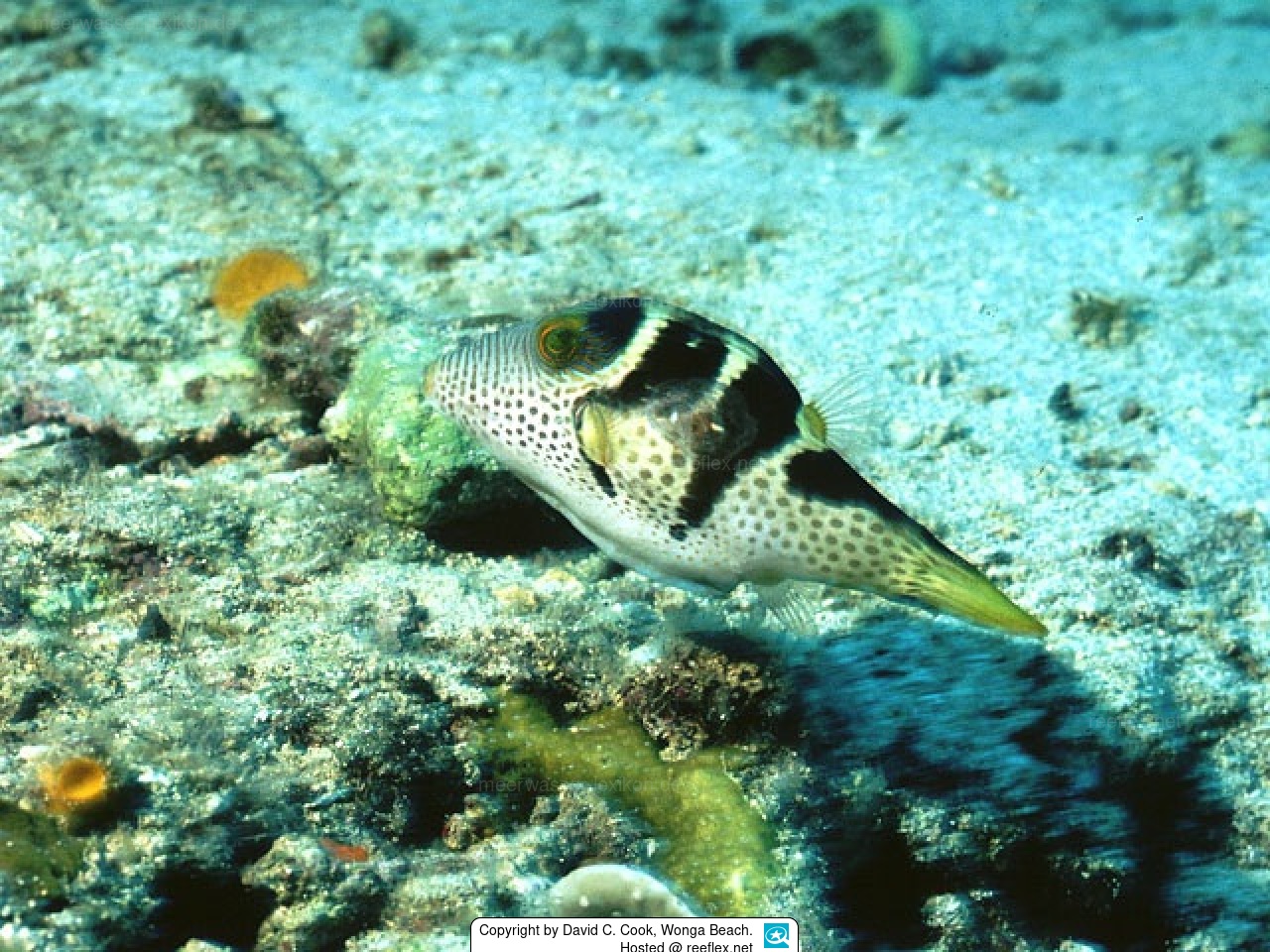 Canthigaster valentini Banded Toby, Black-saddled Toby, Black Saddled ...