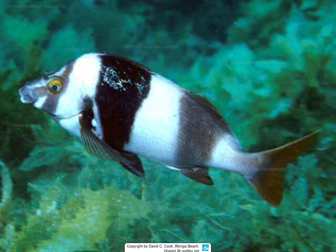 Cheilodactylus nigripes Magpie perch