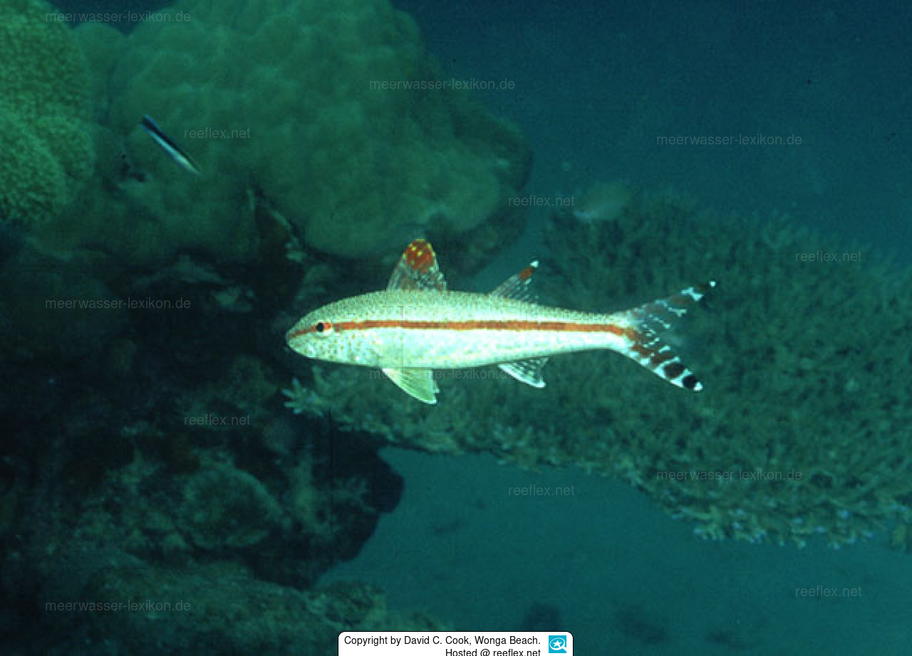 Upeneus tragula Freckled goatfish