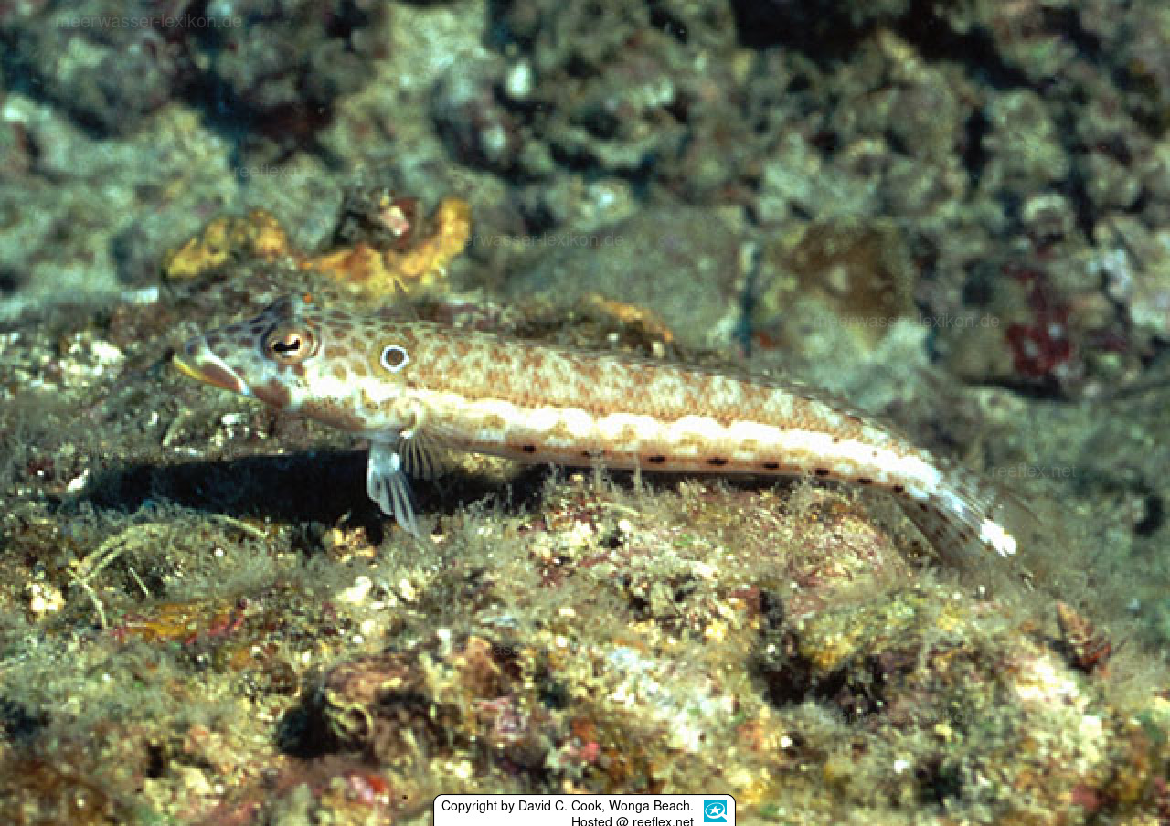 Parapercis clathrata Latticed sandperch