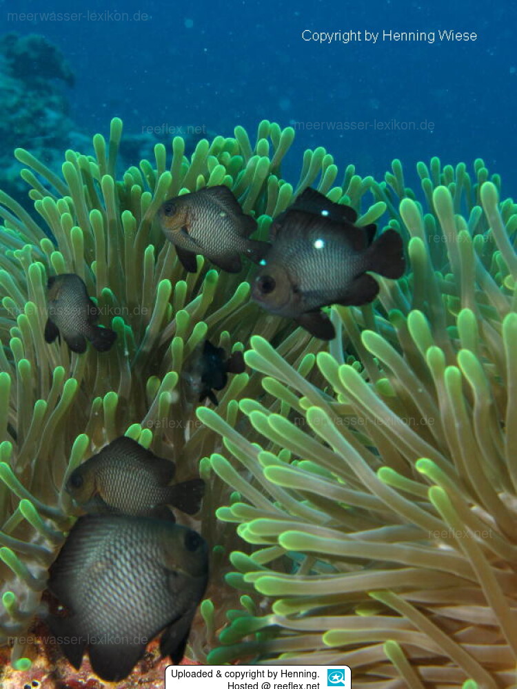 Dascyllus trimaculatus Threespot dascyllus