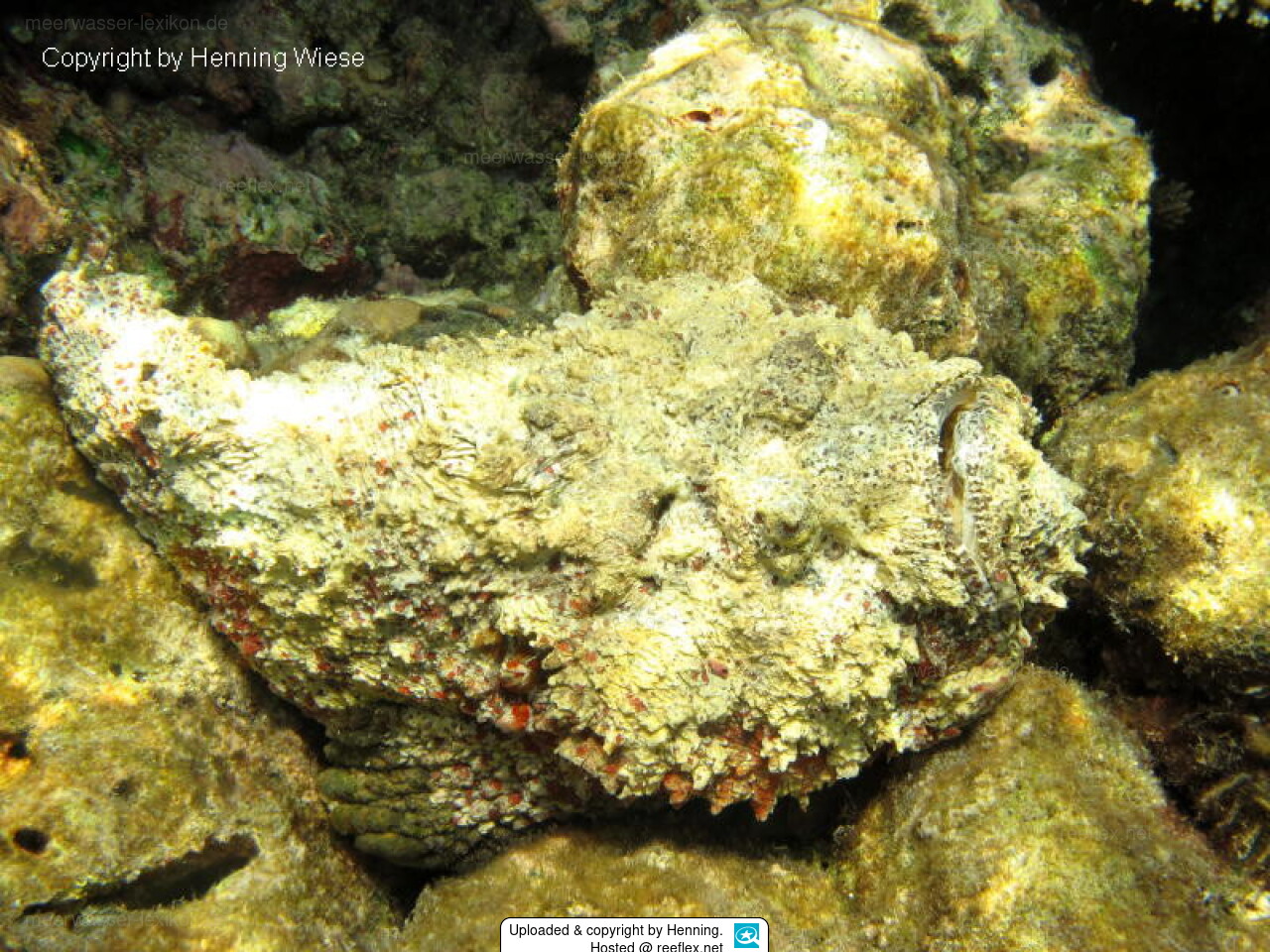 Synanceia verrucosa Stonefish