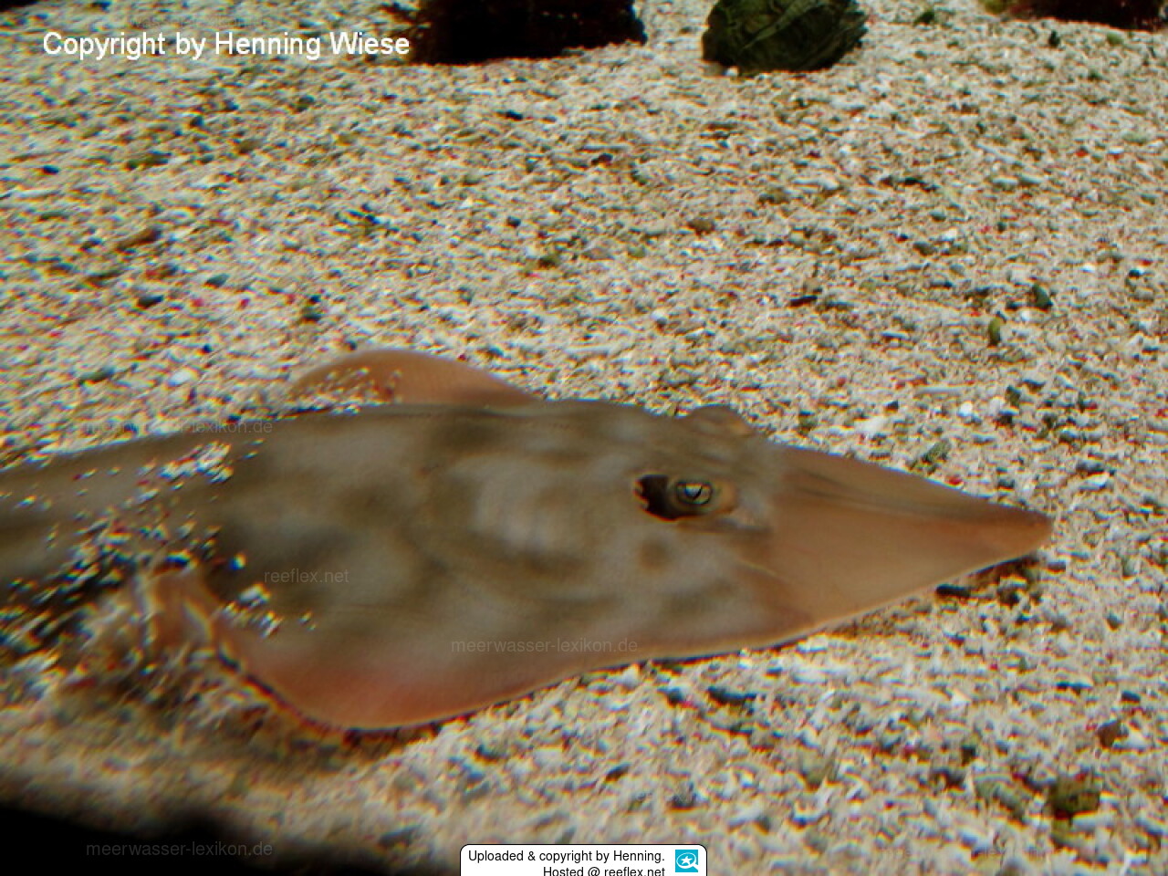 Rhinobatos productus Shovelnose guitarfish