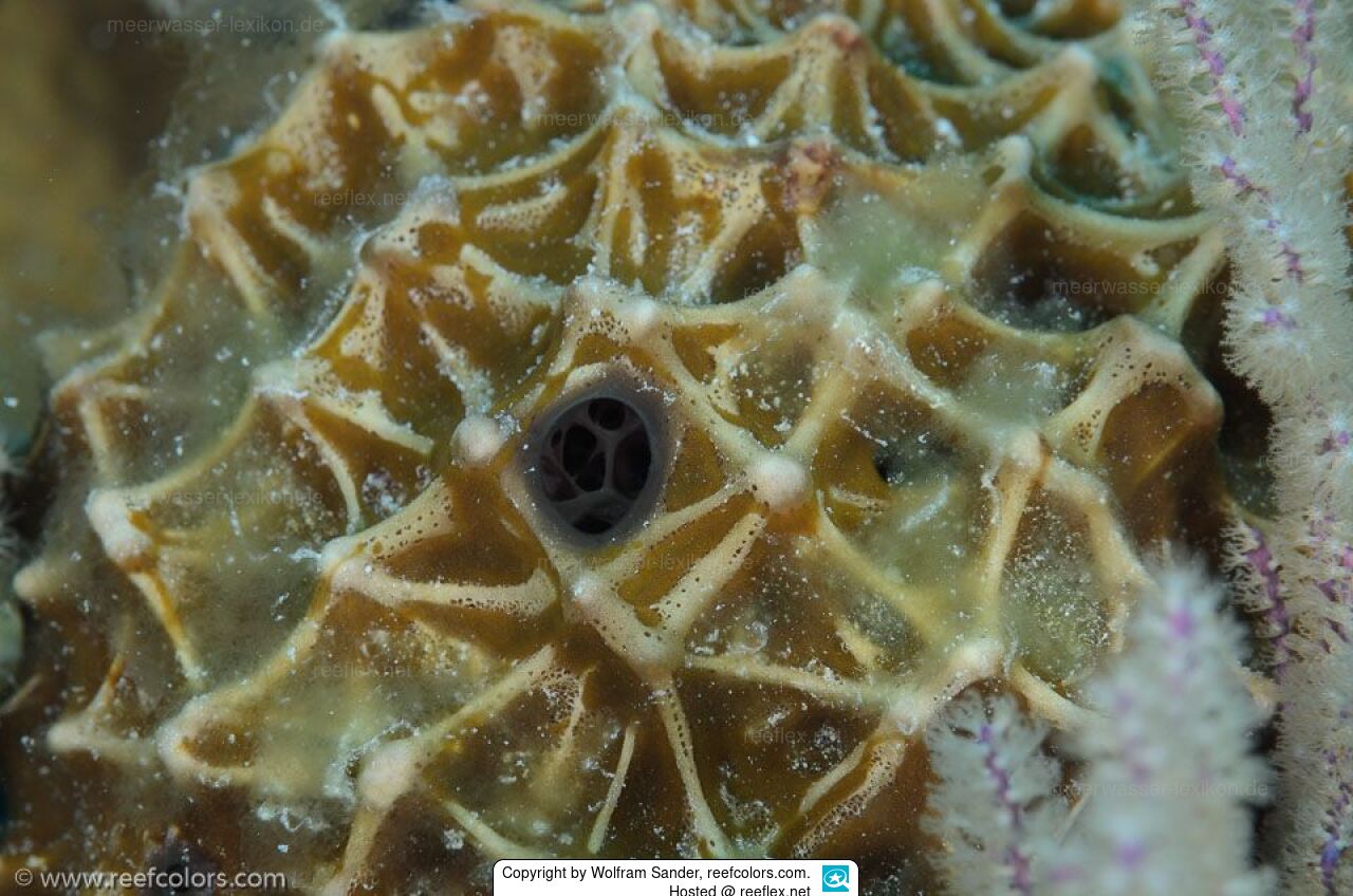 Ircinia felix Red boring sponge,Stinker Sponge