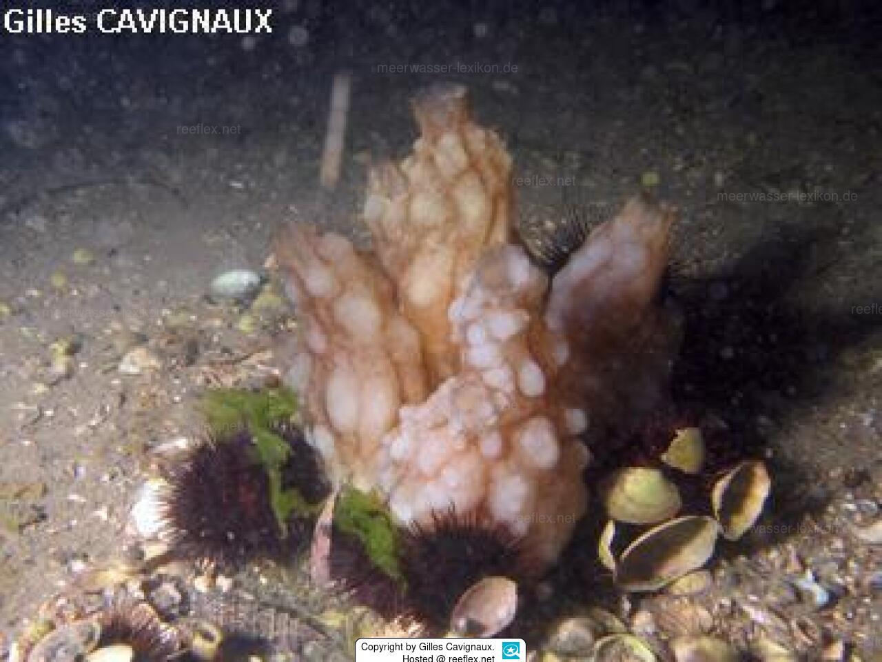 Phallusia mammillata White warty seasquirt
