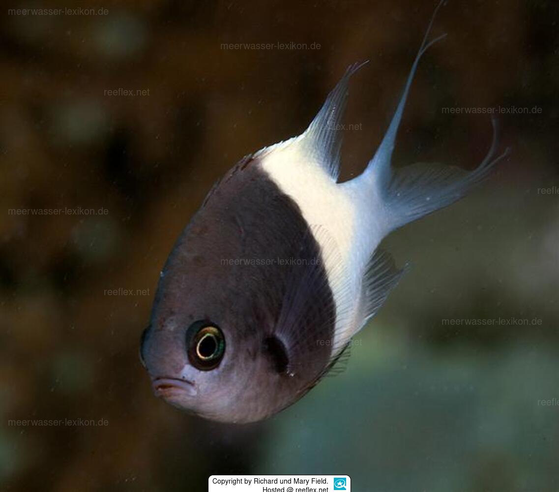 Pycnochromis dimidiatus Chocolatedip chromis, Half-and-half Chromis