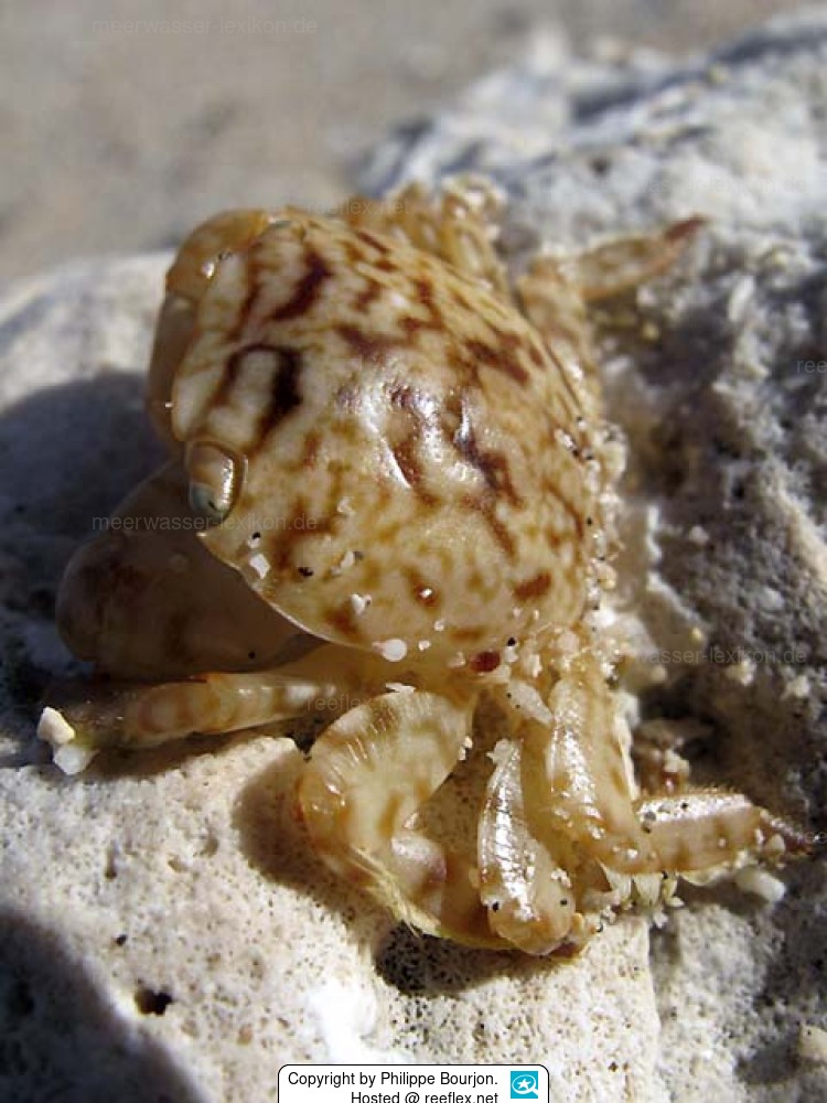 Planes minutus Gulfweed crab