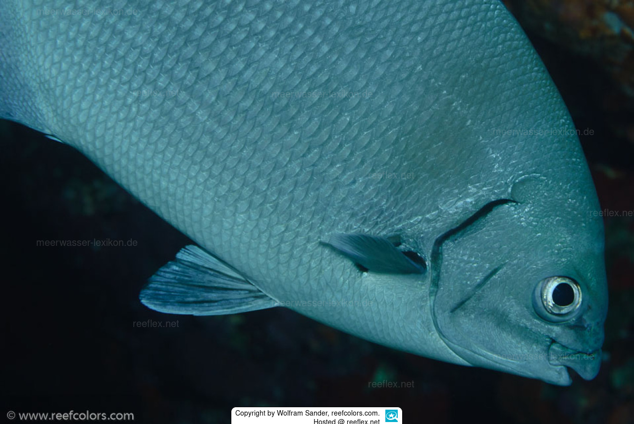 Kyphosus sectatrix Beaked Chub, Bermuda Chub, Bermuda Sea Chub, Grey ...