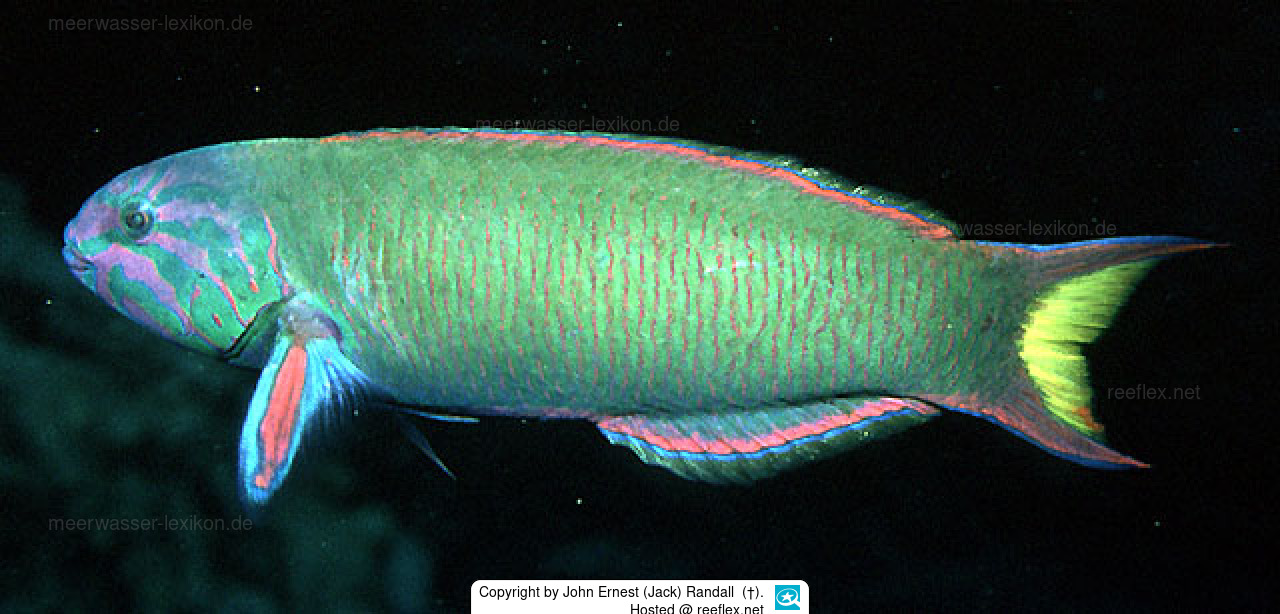 Thalassoma lunare Moon Wrasse, Blue Wrasse, Crescent-Tail Wrasse ...