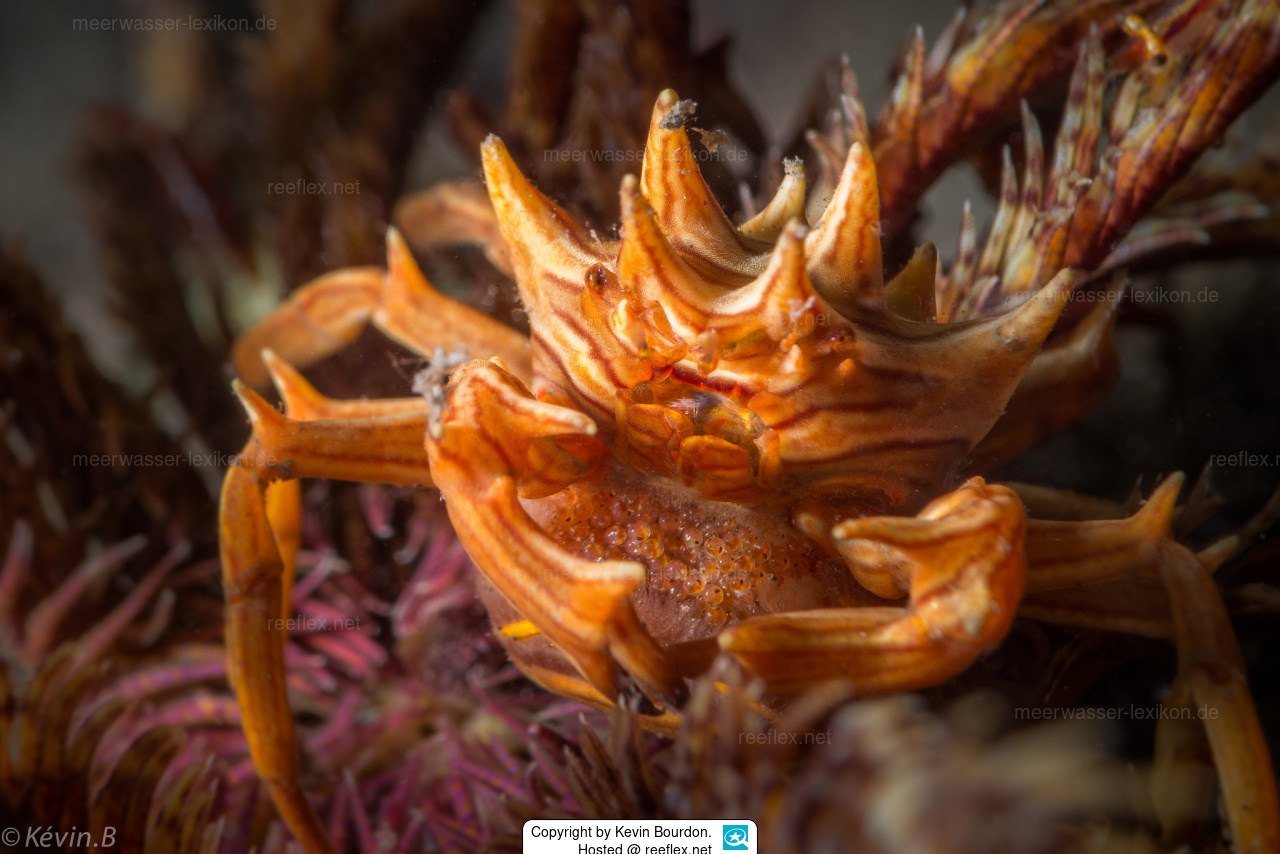 Tiaramedon spinosum Feather Star Crab, Crinoid Crab