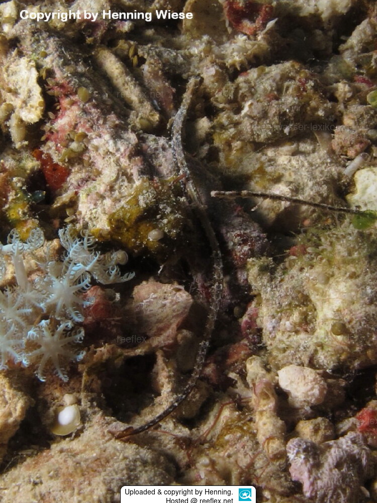 Halicampus grayi Gray's pipefish