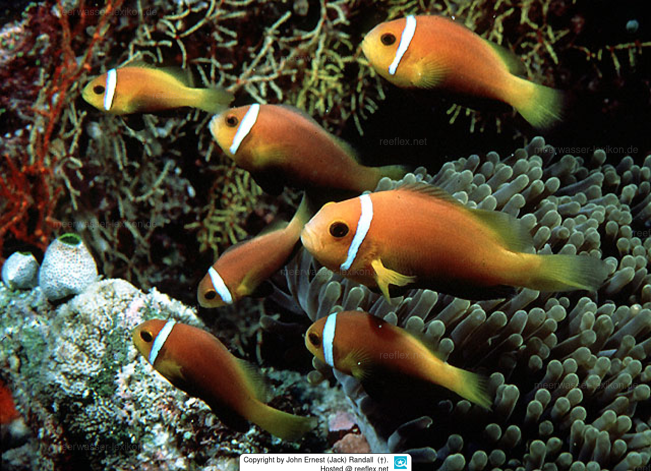 Amphiprion nigripes Maldive anemonefish