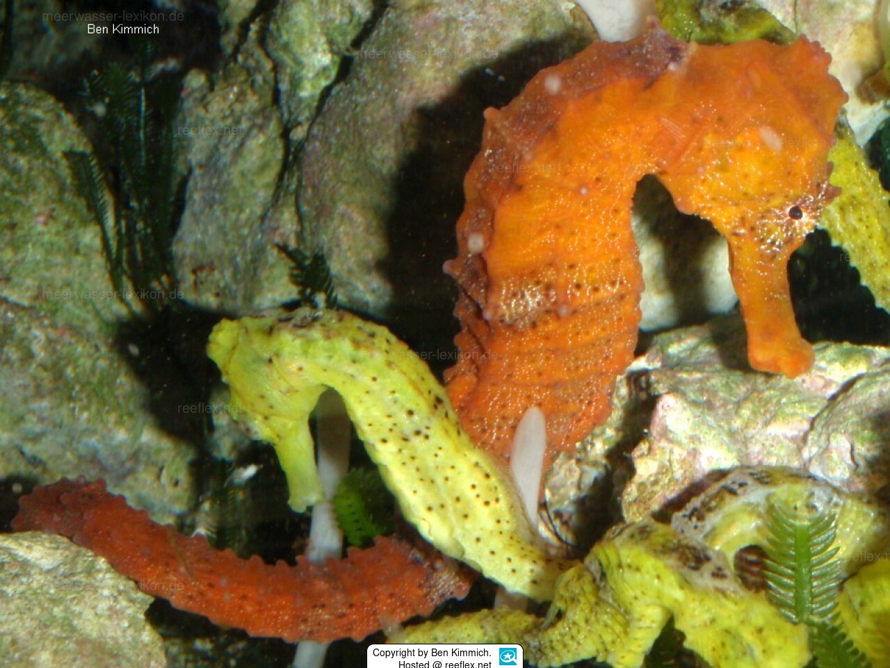 Hippocampus reidi Long-snout Seahorse, Slender seahorse, Slender Seahorse