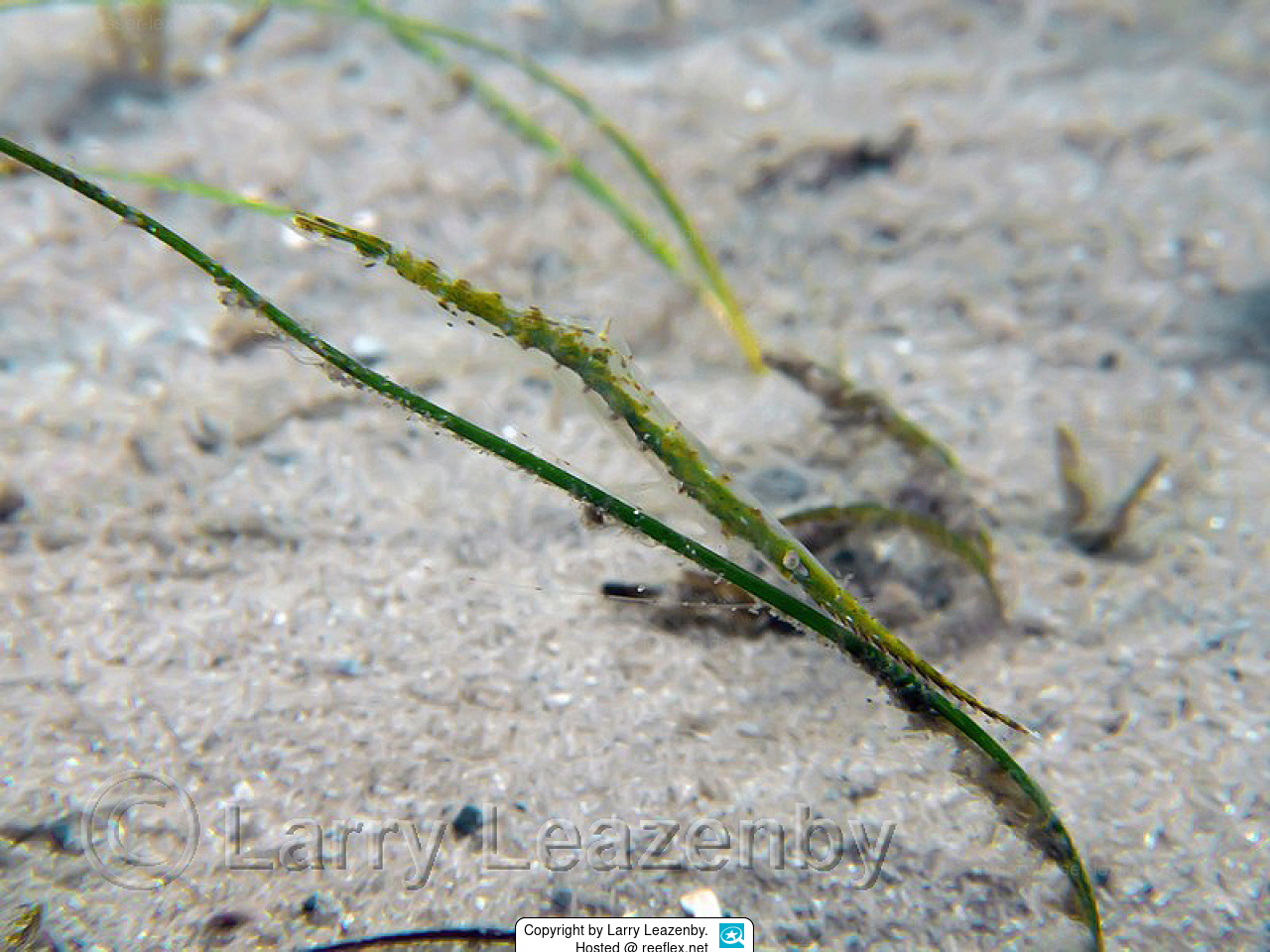 Tozeuma carolinense Arrow shrimp