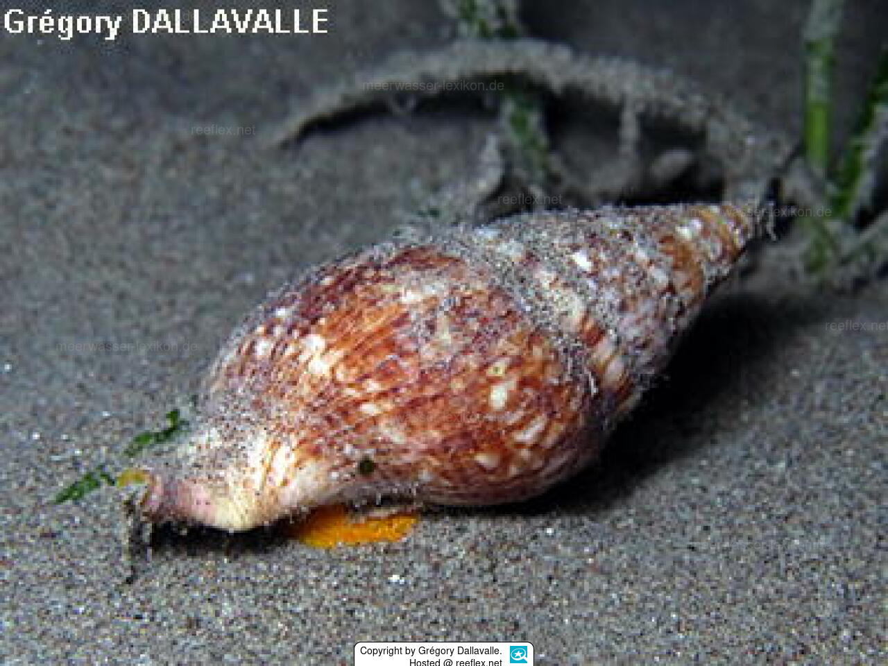 Euthria cornea Spindle Euthria