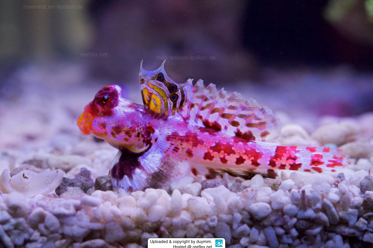 Synchiropus stellatus Starry dragonet