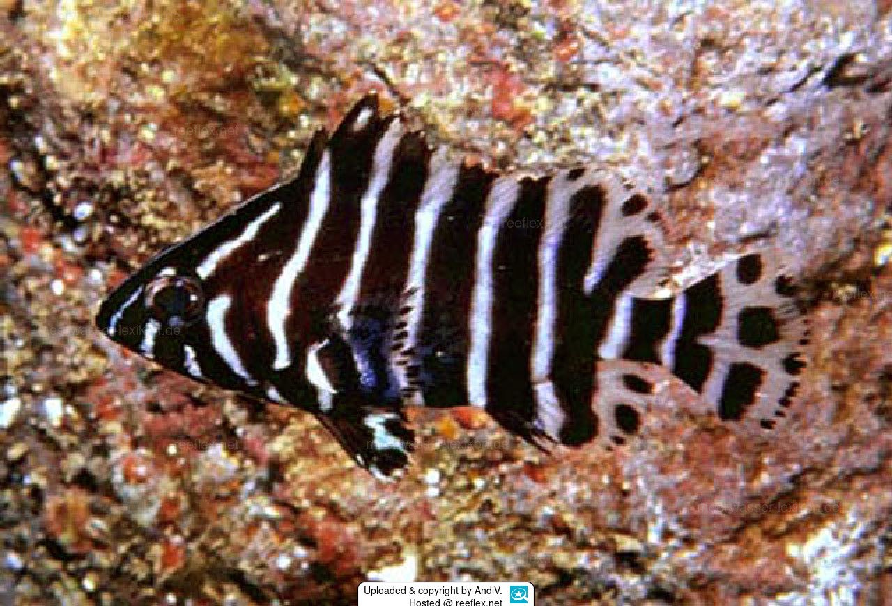 Dermatolepis dermatolepis Leather bass