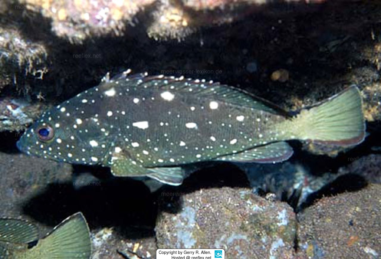 Epinephelus labriformis Zackenbarsch