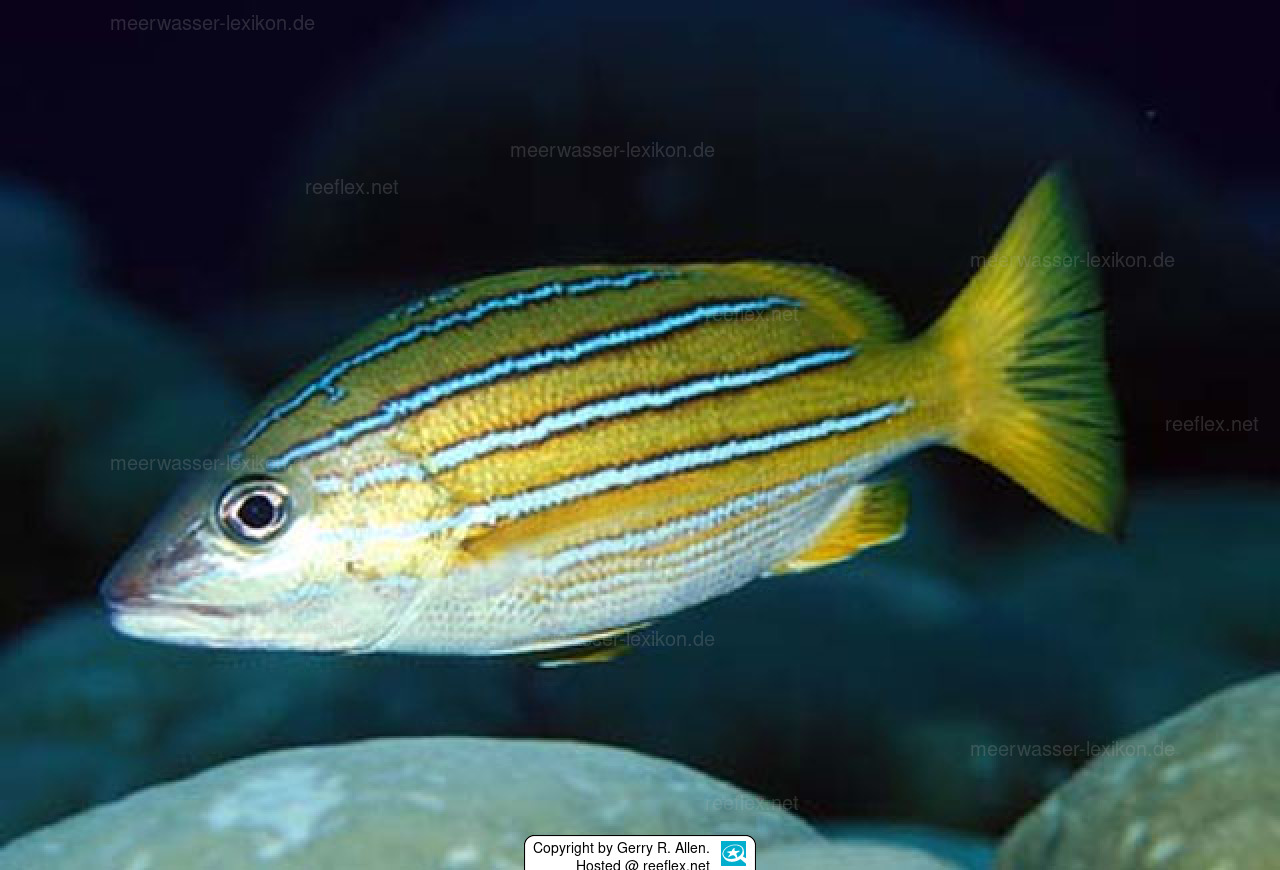 Lutjanus viridis Blue and gold snapper