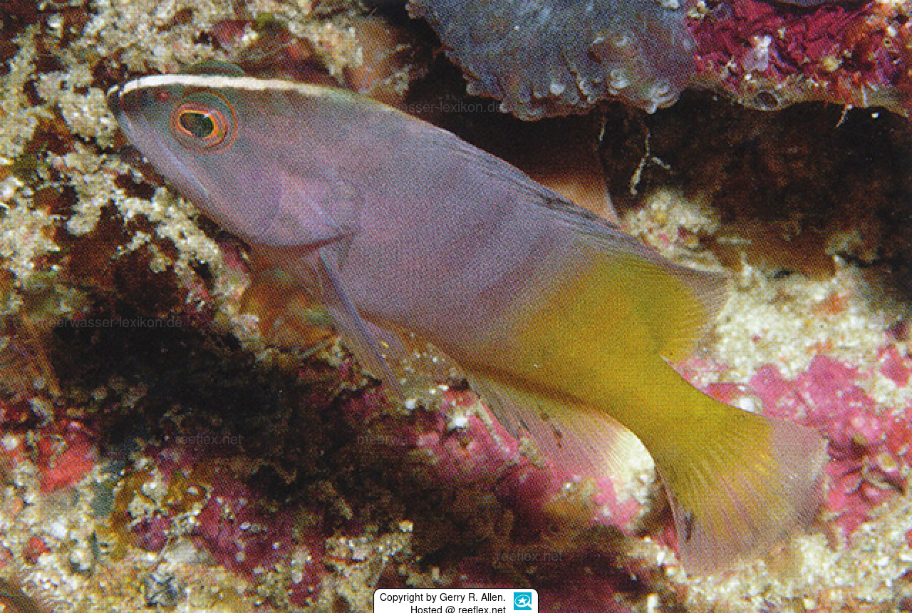 Cephalopholis boenak Chocolate Grouper