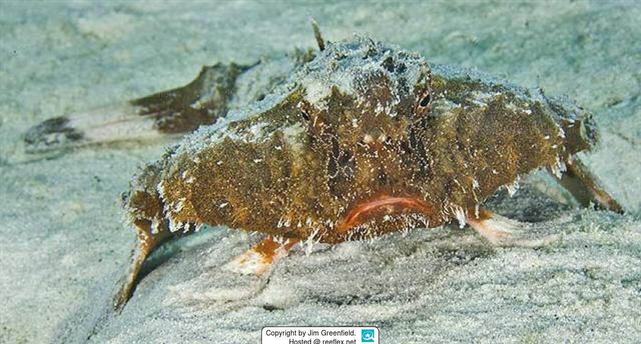 Ogcocephalus nasutus Seefledermaus