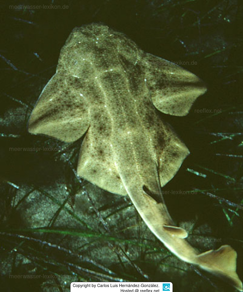 Squatina squatina Angelshark