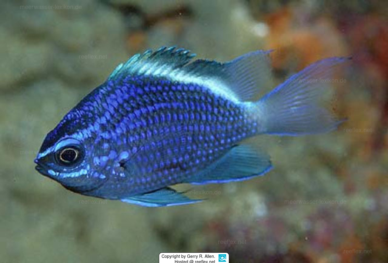 Chromis alta Oval damselfish