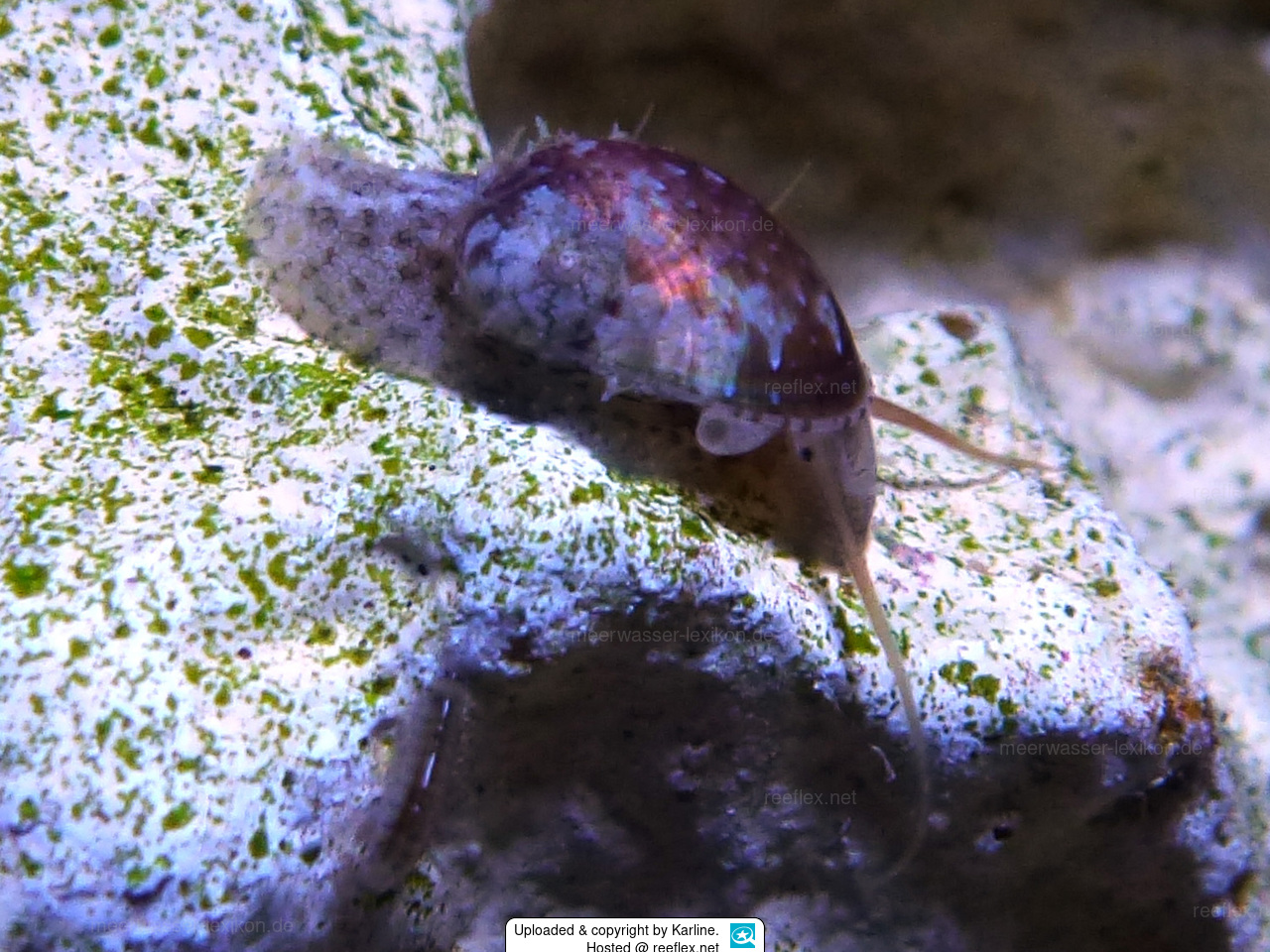 Stomatella auricula Ear-shell