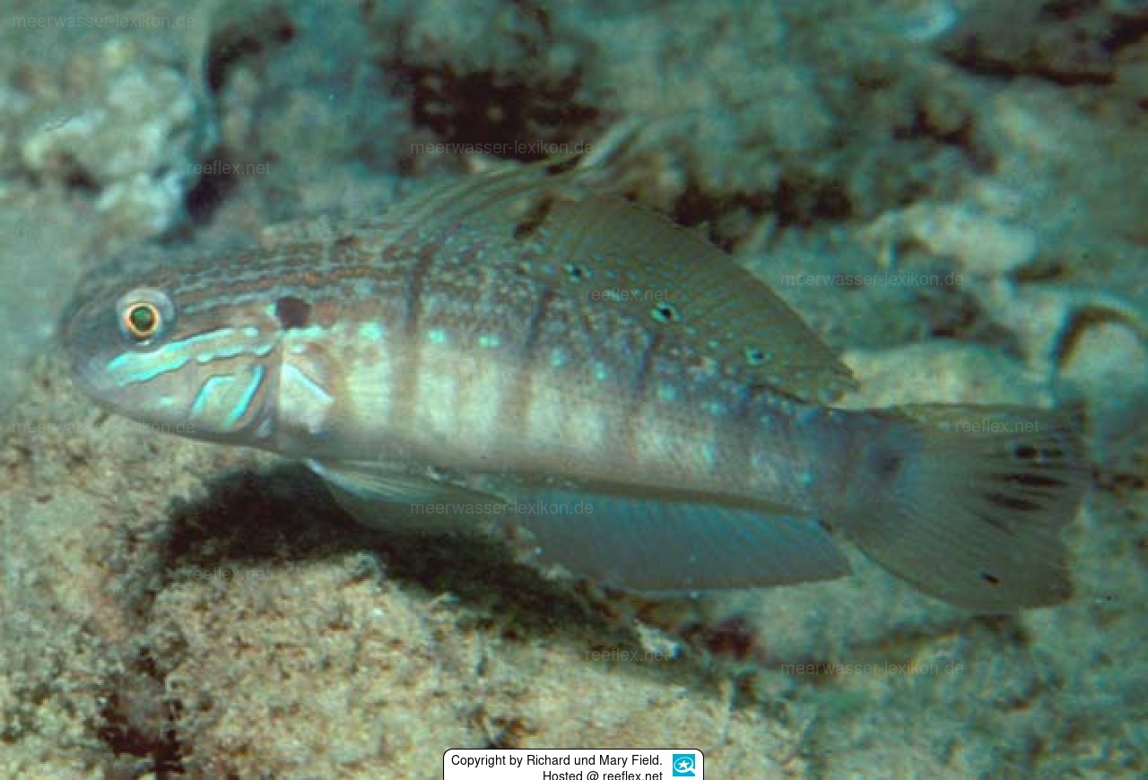 Amblygobius albimaculatus Butterfly goby