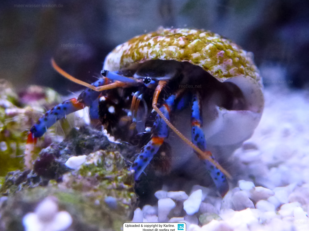 Clibanarius tricolor Blaubein-Einsiedlerkrebs, Dreifarbe-Einsiedlerkrebs