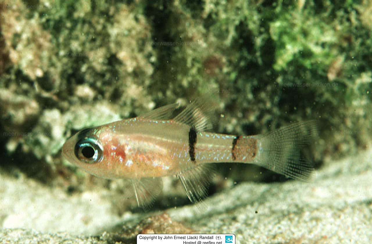 Apogon townsendi Belted cardinalfish