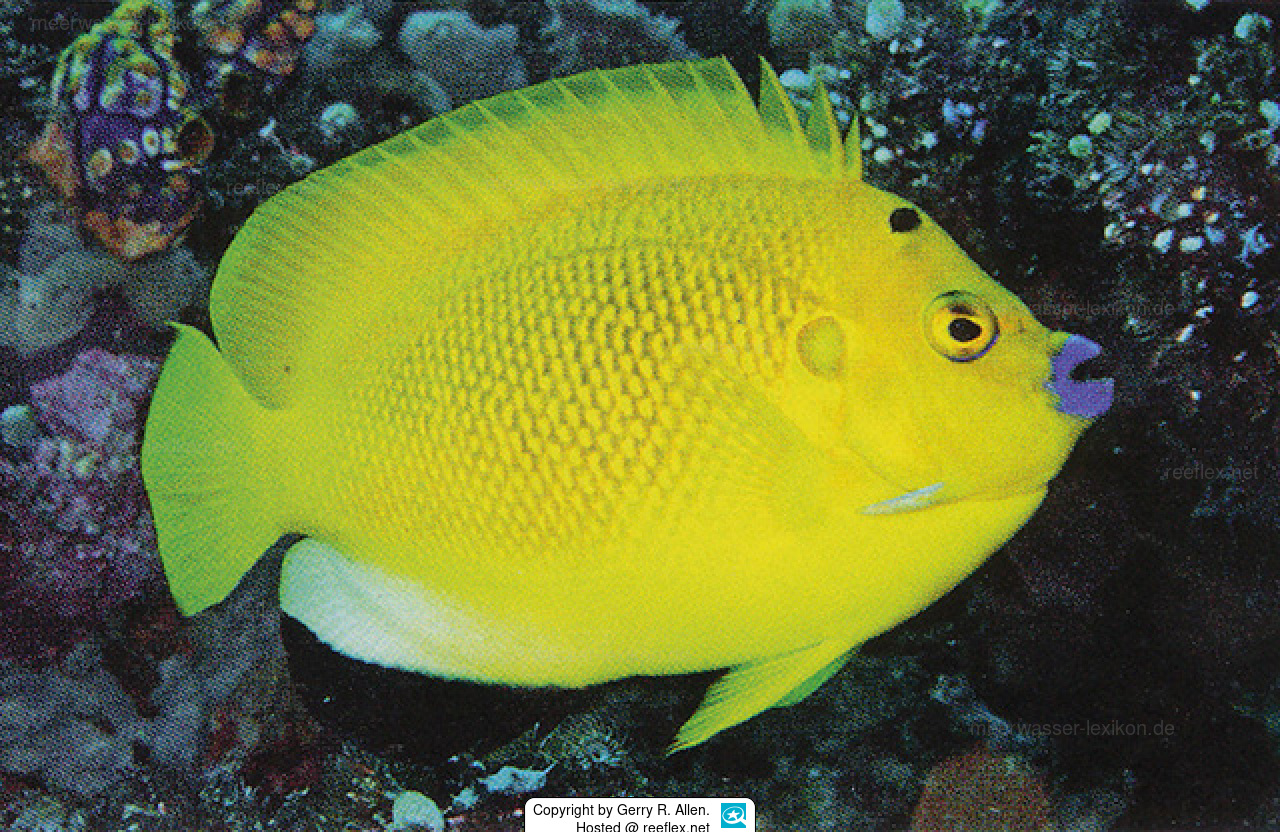 Apolemichthys trimaculatus Flagfish, Three Spot Angel, Three-spot ...