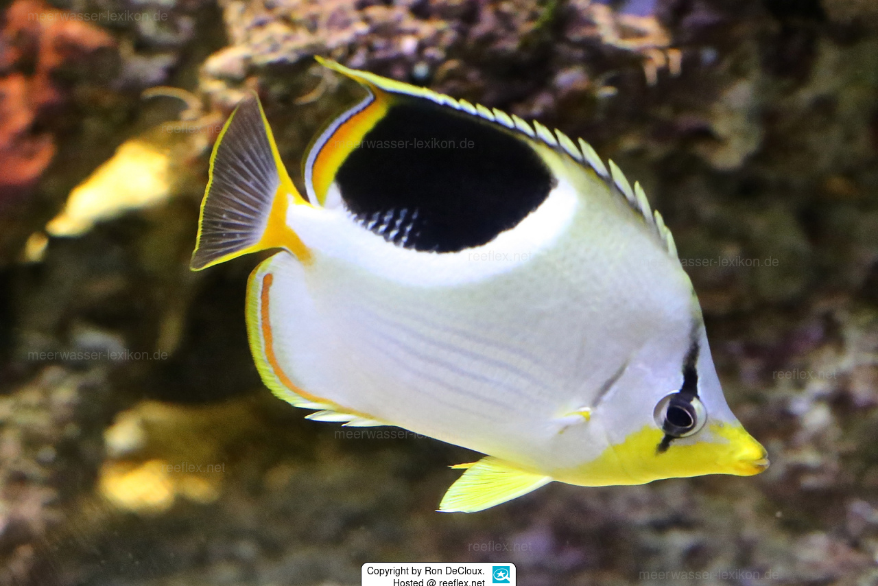 Chaetodon ephippium Sattelfleck-Falterfisch