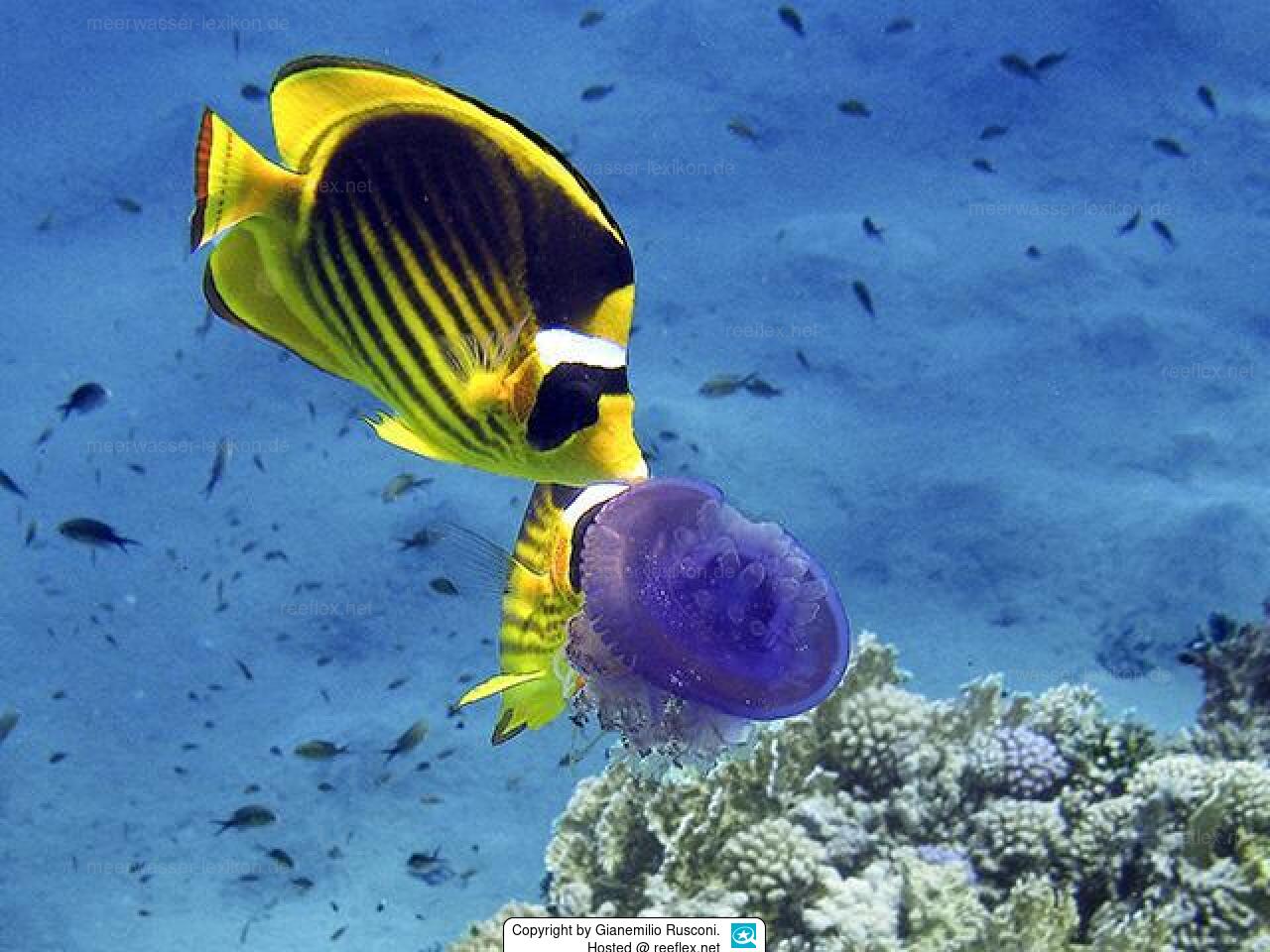 Chaetodon fasciatus Diagonal butterflyfish