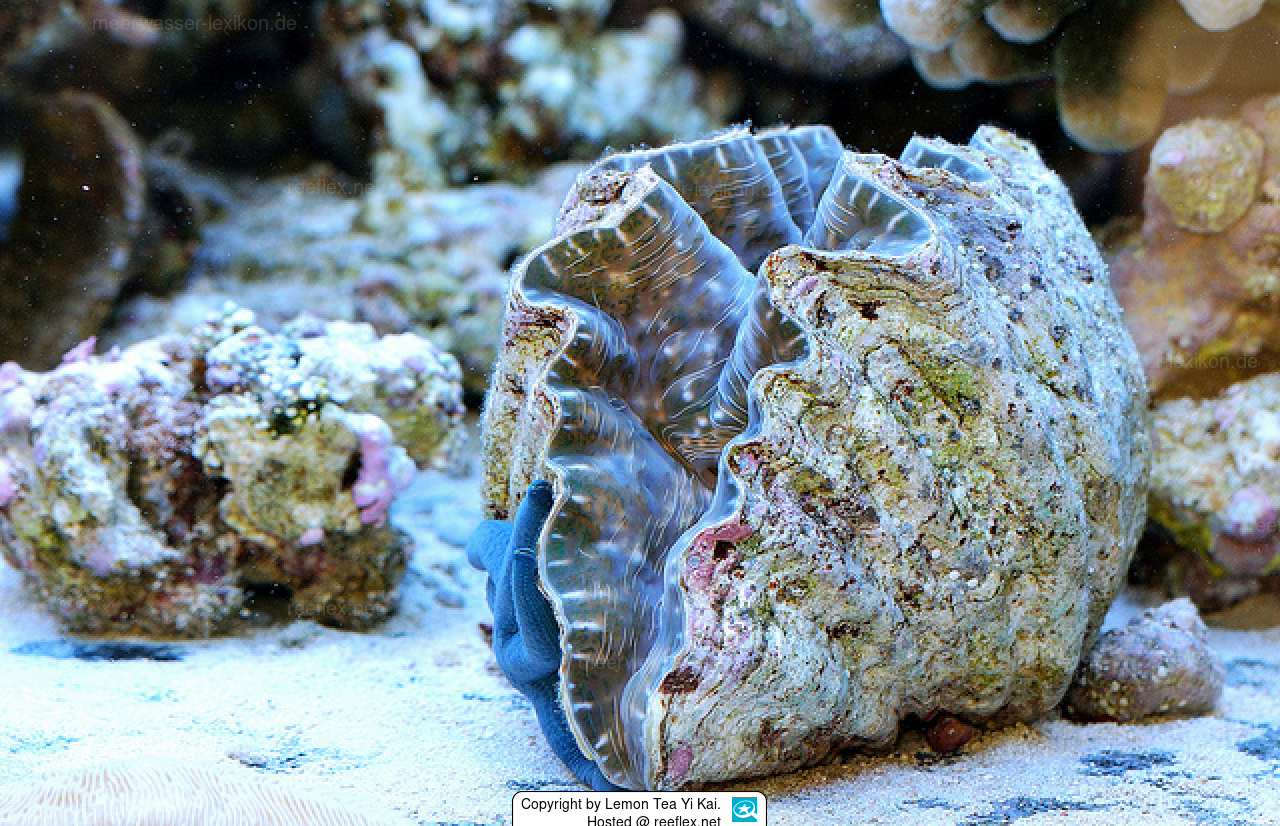 Hippopus hippopus Bear Paw Clam, Horse's Hoof Clam, Strawberry Clam