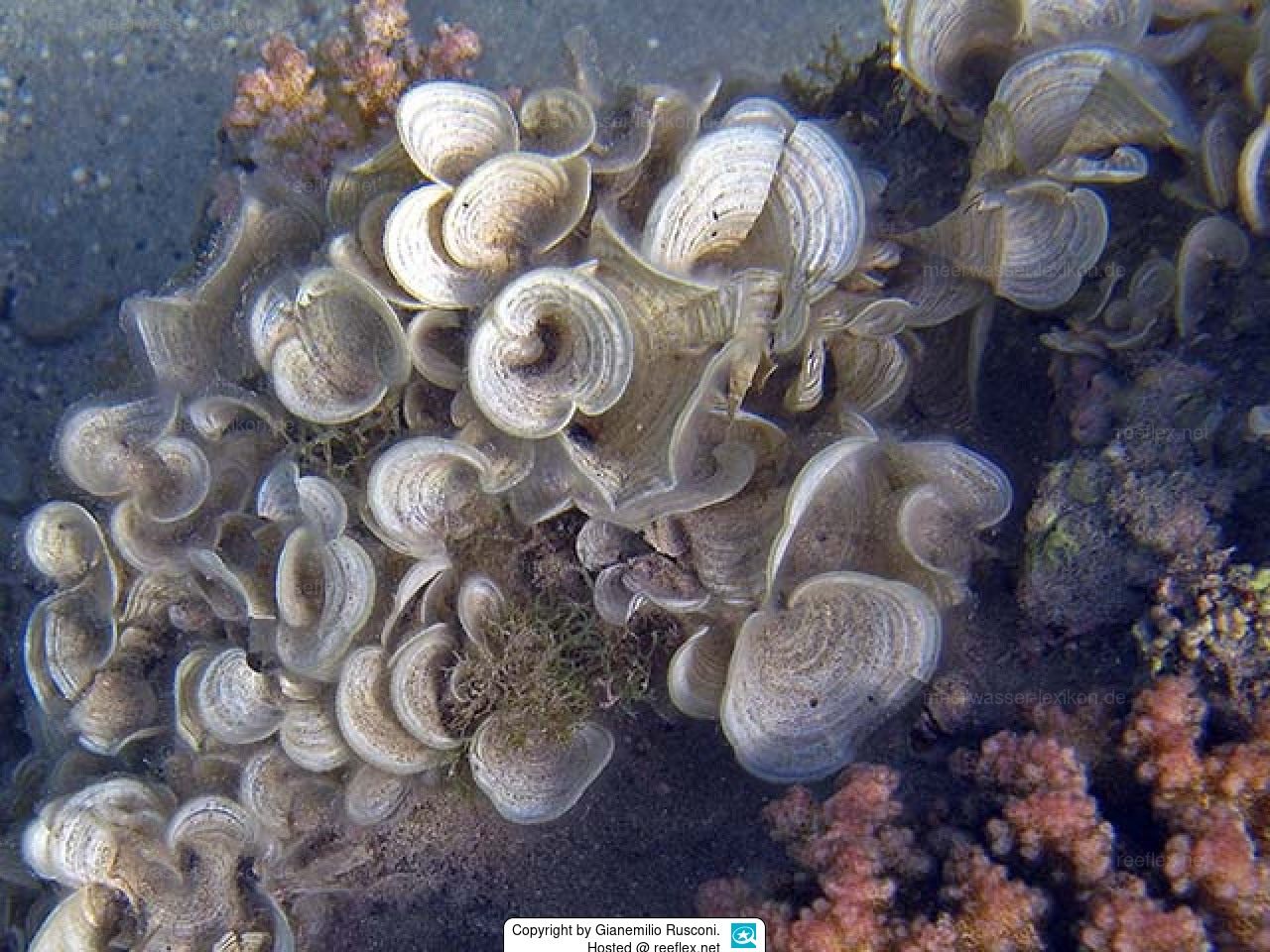 Padina pavonica Algae