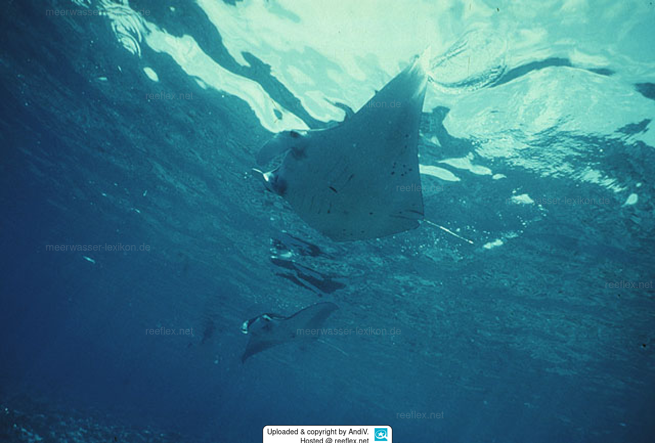 Mobula alfredi Riffmanta