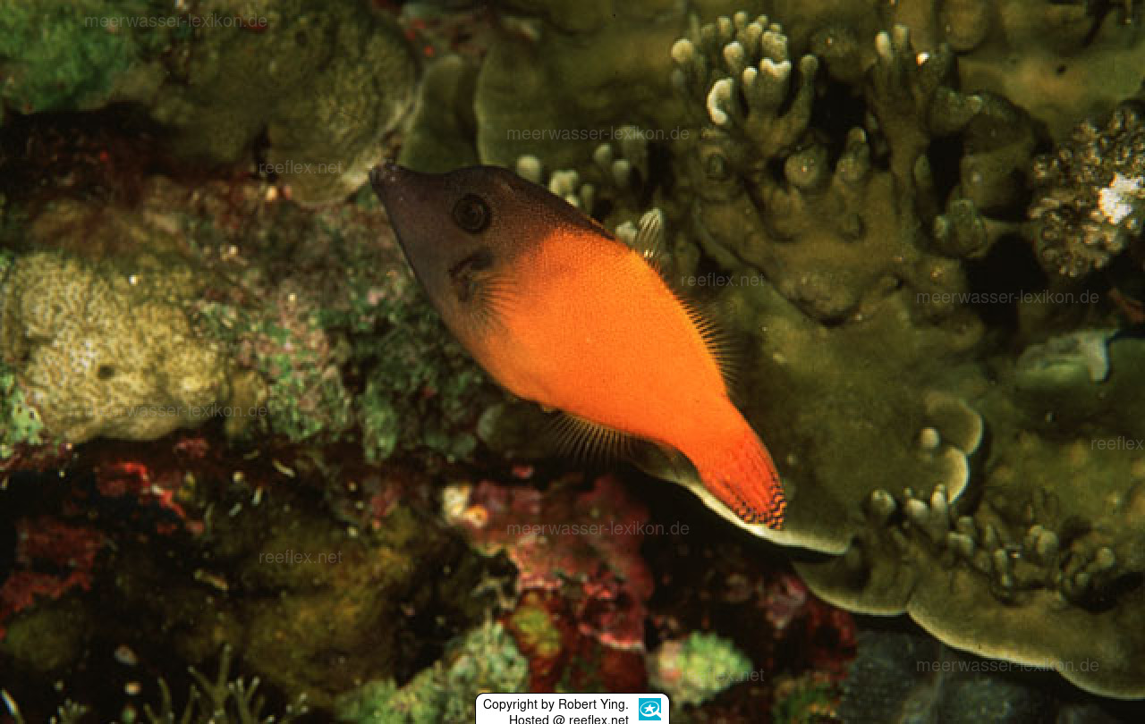 Pervagor melanocephalus Redtail filefish