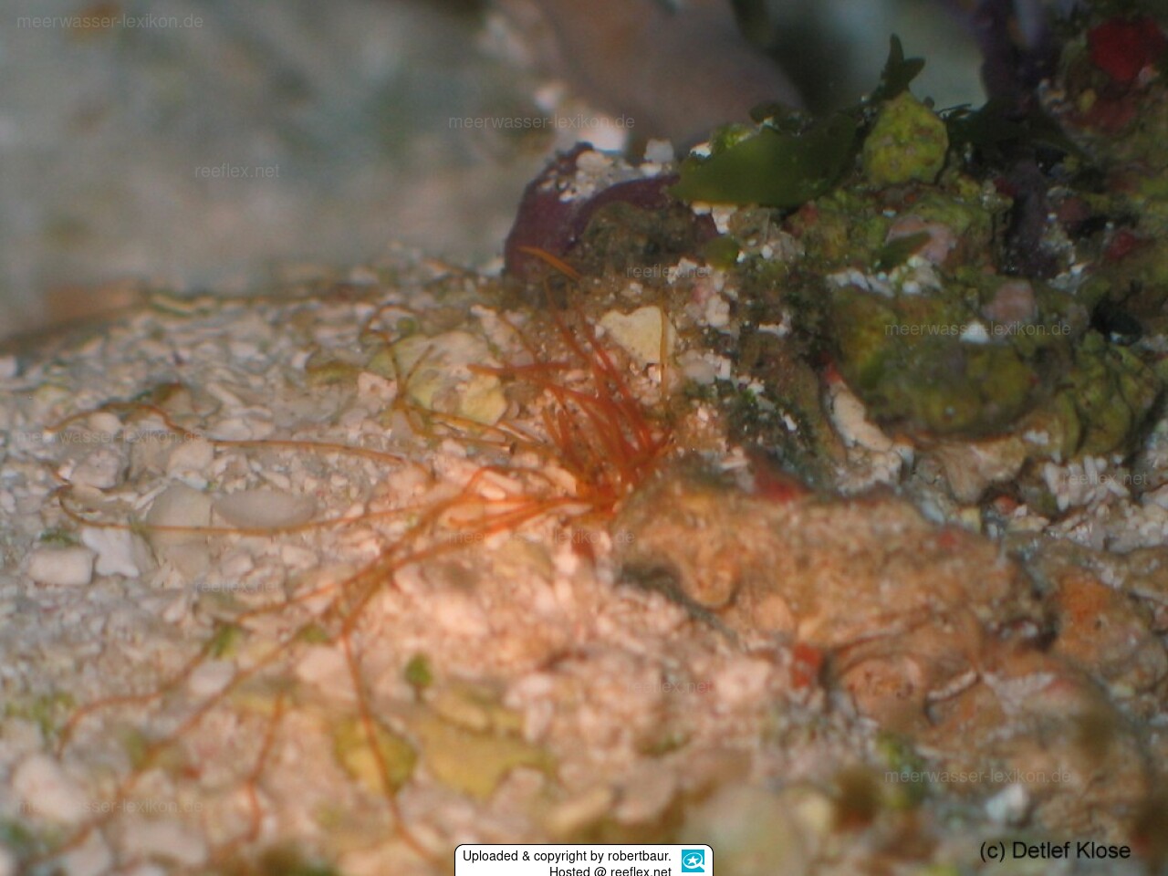 Cirratulidae sp.2 Spaghettiwurm, Haarwurm