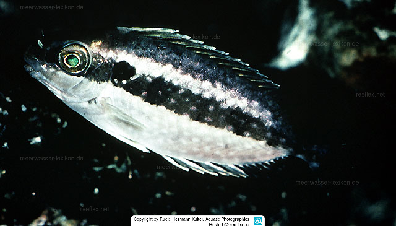 Siganus fuscescens Mottled spinefoot
