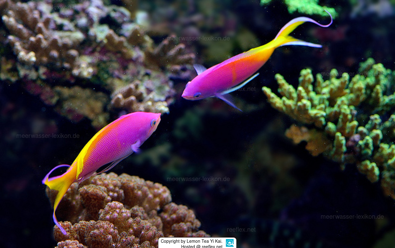 Pseudanthias bartlettorum