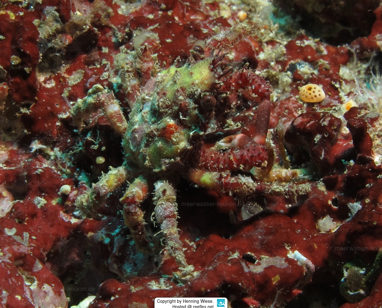 Schizophrys aspera Common Decorator Crab, Red Spider Crab, Red Sea Toad ...