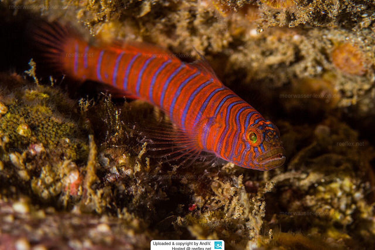 Lythrypnus zebra Zebra goby