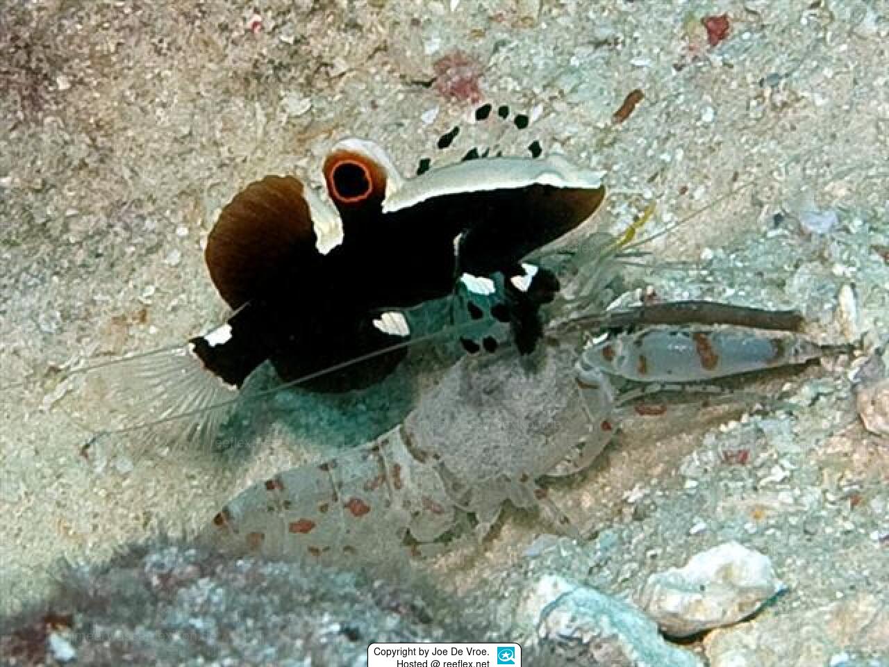 Lotilia graciliosa Whitecap goby