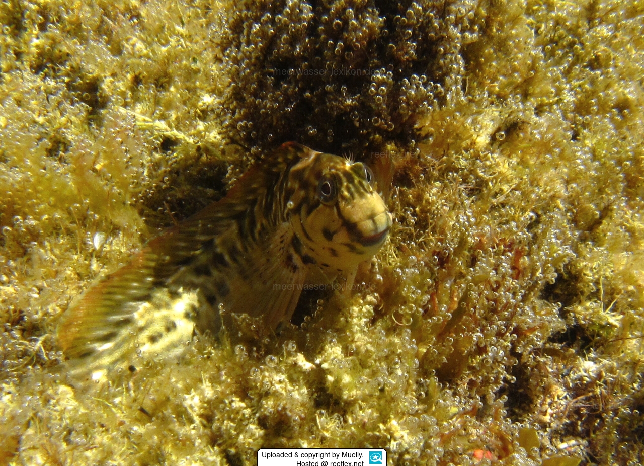 Parablennius parvicornis Rock-pool blenny